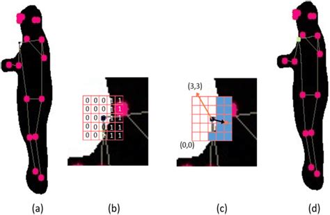 Example Of Advanced Skeleton Point Correction Method Algorithm With