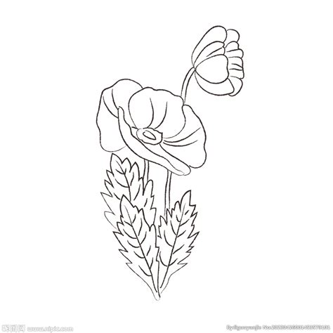 虞美人黑白线稿 设计图花草生物世界设计图库昵图网