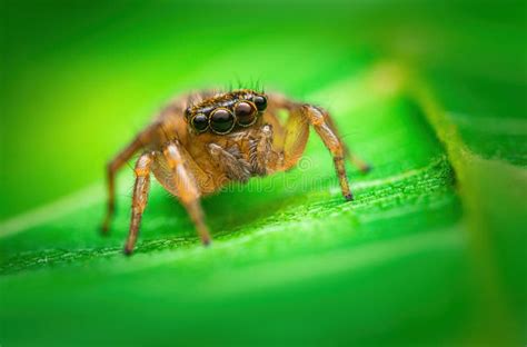 Jumping Spider Macro Closeup On A Green Leaf Stock Photo Image Of Wild Prey 282843098