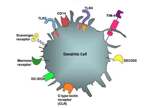 Immunology Lecture 6 Dendritic Cells Flashcards Quizlet