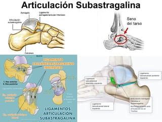 Clase 17 Artrologia Mmii 3 De 3 Pie 2025 Pptx