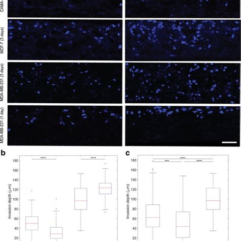 A Invasion Of Breast Cancer Cell Lines Into The Electrospun Pcl
