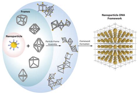 Dna Shaping Up To Be Ideal Framework For Rationally Designed Nanostructures Bnl Newsroom
