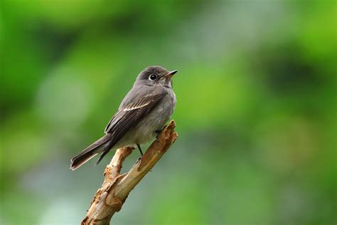 雀鳥攝影 烏鶲 野柳