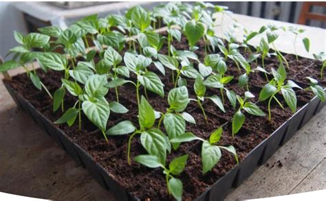 Причины скручивания листьев рассады перцев что делать и как помочь растениям Антонов сад