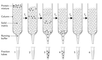 Biochem Exam 2 Practice Flashcards Quizlet