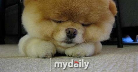 세상에서 가장 귀여운 강아지 Boo를 아시나요