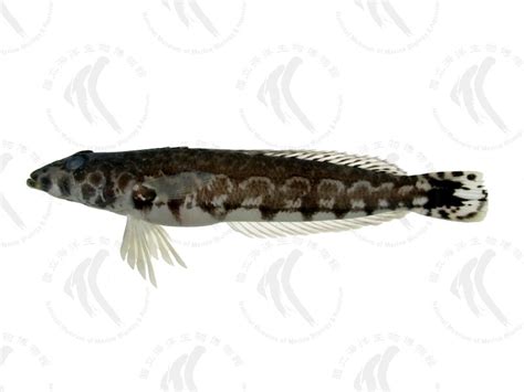 國立海洋生物博物館 生物典藏管理系統