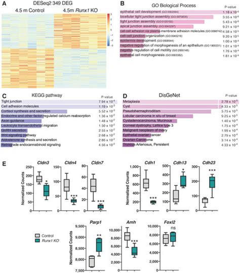 Loss Of Runx1 Induces Granulosa Cell Defects And Development Of Ovarian Tumors In The Mouse