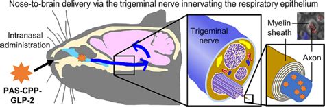 Trigeminal Nerve Pathway