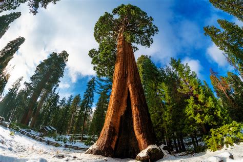 Sequoia National Park Giant Forest