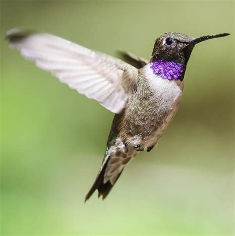 What Is Some Interesting Facts About Hummingbirds At Jerry Bergman Blog