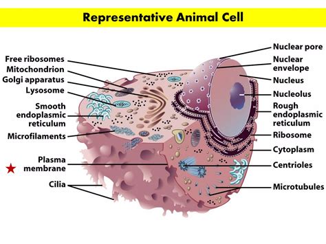 Structure Of The Cellpdf