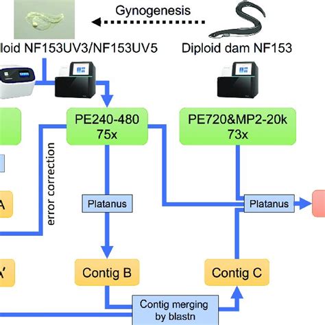 Flowchart Describing The De Novo Genome Assembly Pipeline Used In The Download Scientific