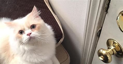 It Has Never Been Harder To Leave My Apartment Album On Imgur