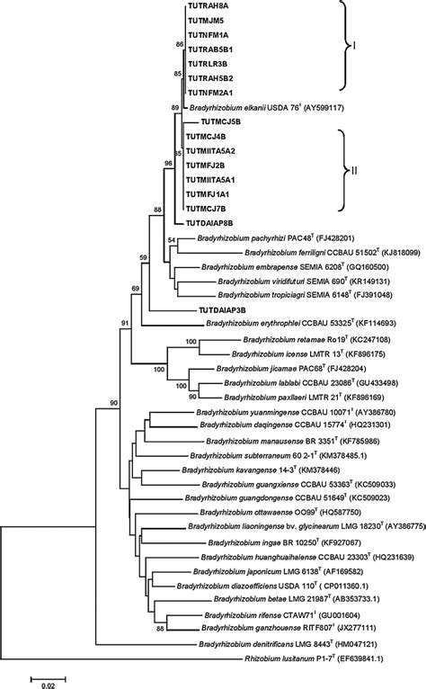 Concatenated Phylogenetic Tree Based On Glnii Gyrb Sequences