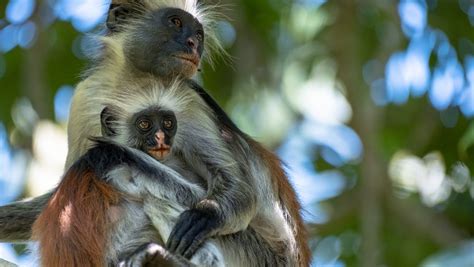 Evolution Earth Series The Roxy Theater