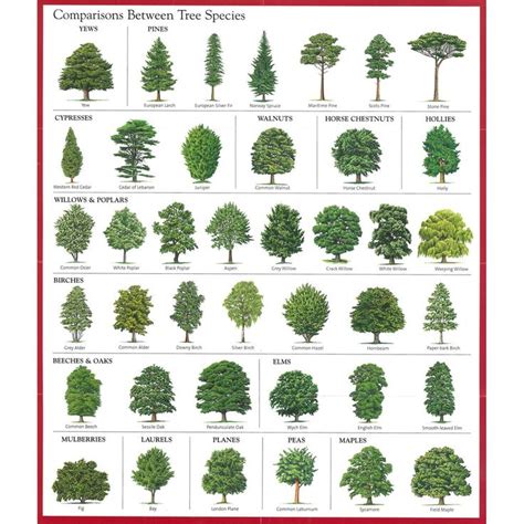 Printable Tree Identification Guide