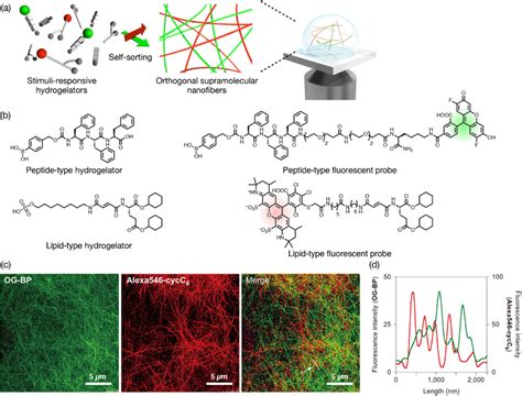A Schematic Illustration Of Supramolecular Hydrogel Consisting Of Download Scientific Diagram