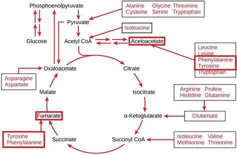 Phenylalanine And Tyrosine Metabolism [7] Download Scientific Diagram