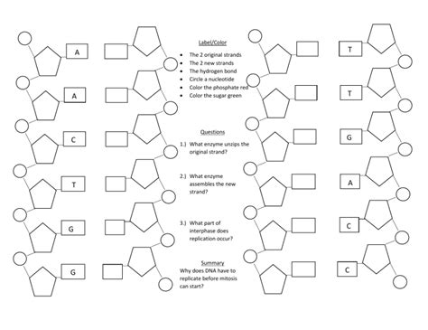 Dna Replication Worksheet