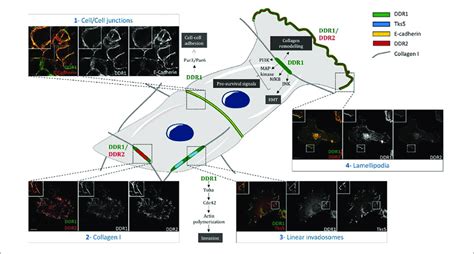 Differential Subcellular Localization Of Ddrs In Cells Schematic