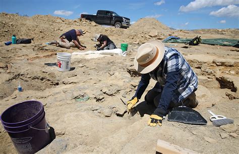 How To Find Dinosaur Fossils Paleontology World
