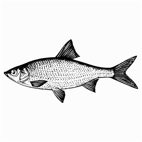 Rutilo De Pescado Vector Premium