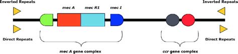 A Schematic Diagram Of Sccmec Element The Sccmec Consists Of Two Download Scientific Diagram