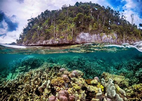 Raja Ampat Underwater World Raja Ampat Coral Species Raja Ampat