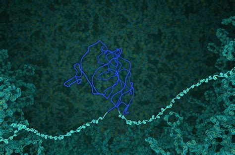 Mapping Where Hiv Hides Its Genes Suggests Cure Strategy Science Aaas