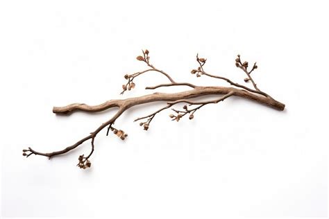 Twig Plant Twig Tree Ai Free Photo Rawpixel Twig Plant Twig Tree Ai Free Photo Rawpixel