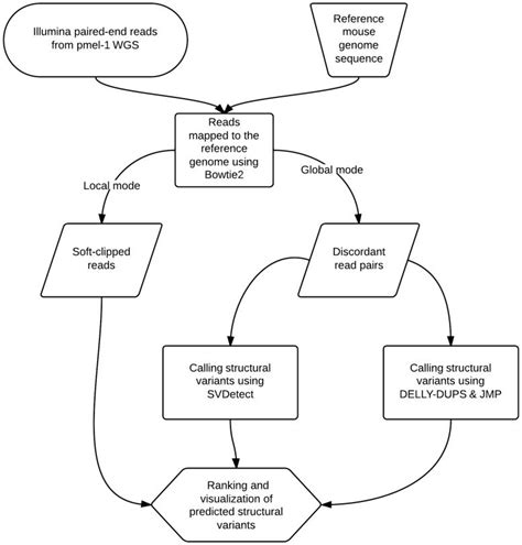 This Chart Depicts The Analysis Of NGS Data From Whole Genome Download Scientific Diagram
