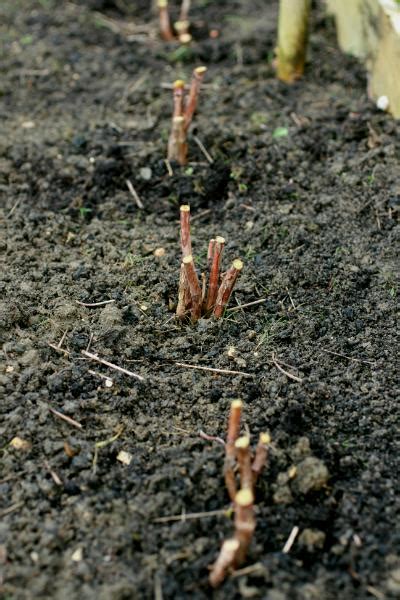 How To Prune Autumn Fruiting Raspberry Canes Paperblog