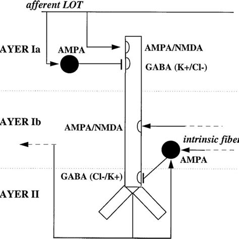 Architecture Of Computer Simulation Of Piriform Cortex 50 Pyramidal Download Scientific