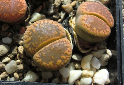 Lithops Stories Lithops Plant Size Part 1 17 Pics