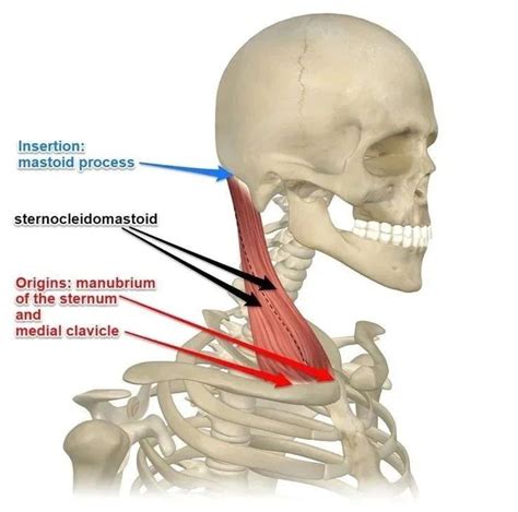 Sternocleidomastoid Muscle Medizzy