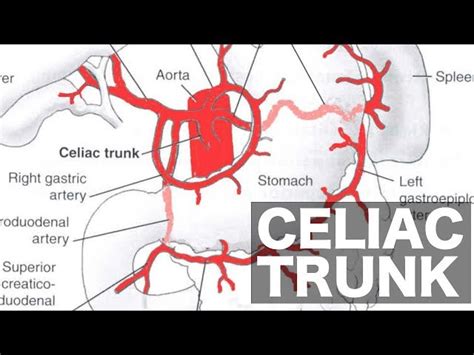 Celiac Trunk Artery