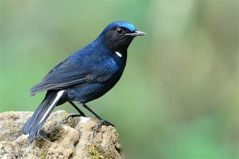 White Tailed Robin White Tailed Ebird White Tailed Robin White Tailed Ebird