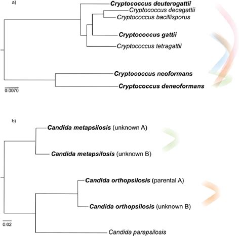 Schematic Trees With Representation Of The Different Hybridization Download Scientific Diagram