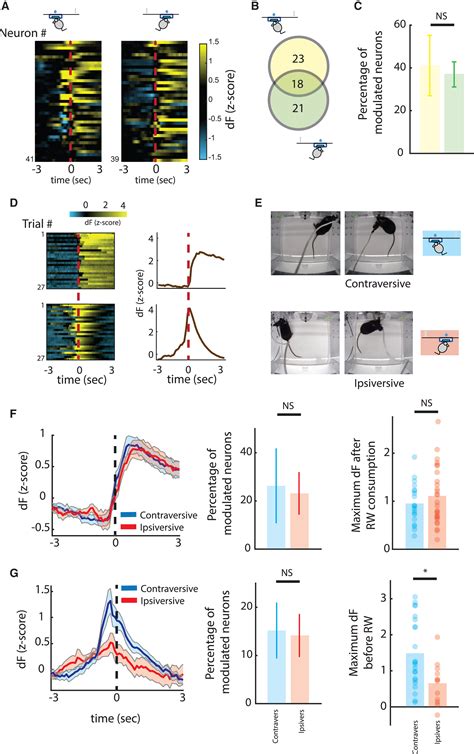 Dopamine Neuron Activity Encodes The Length Of Upcoming Contralateral Movement Sequences