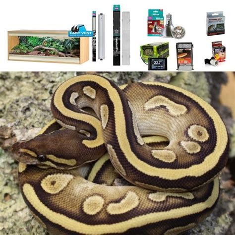 Royal Python Evolution Reptiles