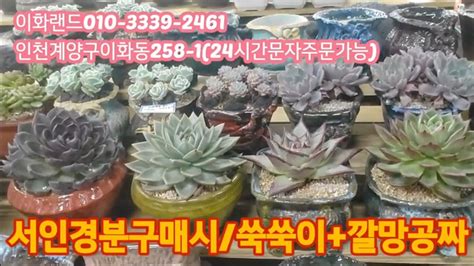 서인경분특별전쑥쑥이깔망선물 다남다육010 3339 2461 Youtube