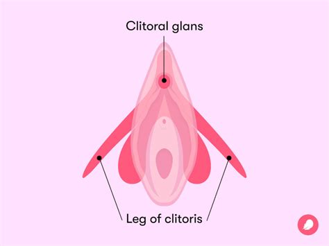 Clitoris Anatomy Purpose And Location With A Diagram Flo