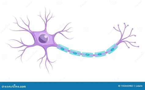 Neuron Myelin Sheath Vector Illustration 93427924