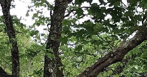 Maple Trees Problem Album On Imgur