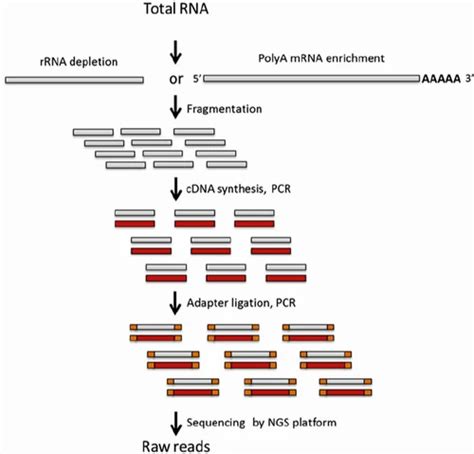 Totalmrna Rna Sequencing At ₹ 15000sample In Chennai Id 2852450639097