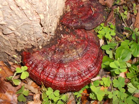 Ganoderma Pfeifferi The Ultimate Mushroom Guide