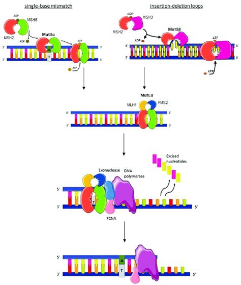 Visualization Of Eukaryotic Dna Mismatch Repair Reveals 49 Off