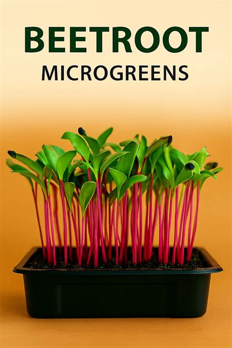 Beetroot Microgreens Seeds 1 Kg Open Pollinated Non Gmo At ₹ 800 Kg